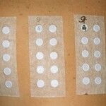 Epikutantest - Altmeyers Enzyklopädie - Fachbereich Dermatologie