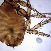 Flöhe Bilder - Altmeyers Enzyklopädie - Fachbereich Dermatologie