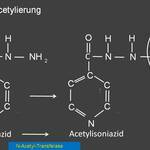 Slow acetylator - Altmeyers Encyclopedia - Department Allergology