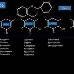 Flavonoide - Altmeyers Enzyklopädie - Fachbereich Naturheilkunde