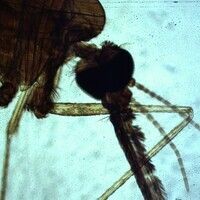 Mosquitoes Images - Altmeyers Encyclopedia - Department Dermatology