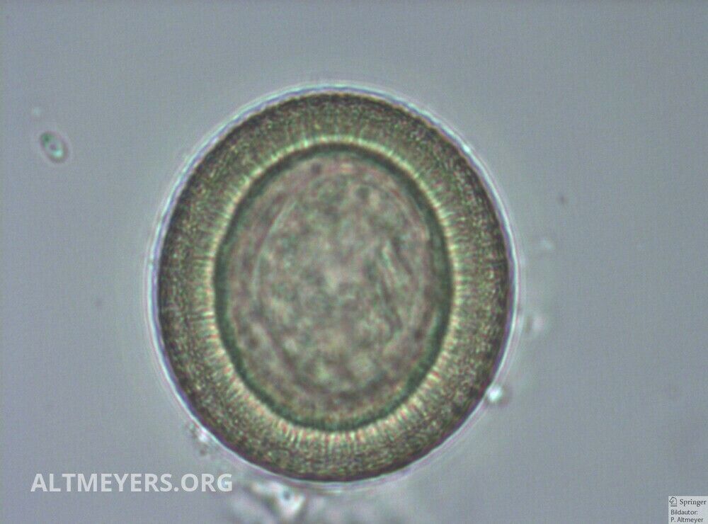 Taenia Pisiformis Ova