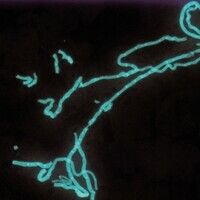 Trichophyton rubrum Images - Altmeyers Encyclopedia - Department ...