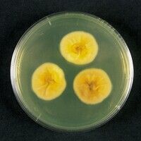 Epidermophyton floccosum Images - Altmeyers Encyclopedia - Department ...