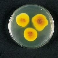 Trichophyton rubrum Images - Altmeyers Encyclopedia - Department ...