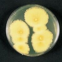 Trichophyton terrestre Bilder - Altmeyers Enzyklopädie - Fachbereich ...