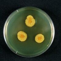 Trichophyton soudanense Images - Altmeyers Encyclopedia - Department ...