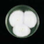 Trichophyton interdigitale - Altmeyers Enzyklopädie - Fachbereich ...