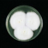 Trichophyton interdigitale Bilder - Altmeyers Enzyklopädie ...