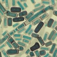 Arthrospore Images - Altmeyers Encyclopedia - Department Dermatology