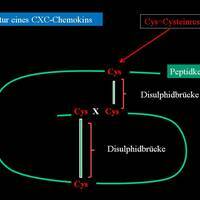 Cxcl6 Images - Altmeyers Encyclopedia - Department Dermatology