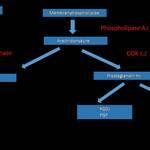 Widal, morbus - Altmeyers Encyclopedia - Department Allergology