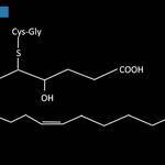 Leucotriene d4 - Altmeyers Encyclopedia - Department Allergology