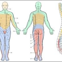 Headsche Zonen Bilder - Altmeyers Enzyklopädie - Fachbereich Dermatologie
