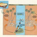 Ulcus molle elevatum - Altmeyers Encyclopedia - Department Dermatology