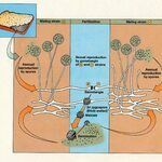 Zygospore - Altmeyers Encyclopedia - Department Microbiology