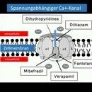 Fredrickson classification - Altmeyers Encyclopedia - Department ...