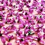 Malvae sylvestris flos - Altmeyers Encyclopedia - Department Phytotherapy