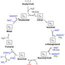 Stellwag sign - Altmeyers Encyclopedia - Department Internal medicine