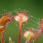 Sundew roundleaf - Altmeyers Encyclopedia - Department Phytotherapy