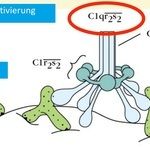 Membrane attack complex - Altmeyers Encyclopedia - Department Internal ...