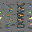 Epitheliom - Altmeyers Enzyklopädie - Fachbereich Dermatologie
