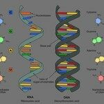 Doppelstrang-DNA-Antikörper - Altmeyers Enzyklopädie - Fachbereich ...