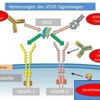 VEGF Images - Altmeyers Encyclopedia - Department Internal medicine