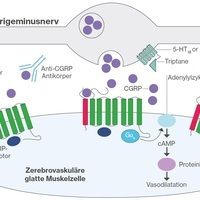 Calcitonin gene-related peptides Images - Altmeyers Encyclopedia ...