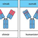Pix fagi - Altmeyers Encyclopedia - Department Dermatology