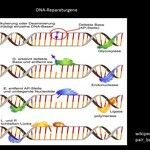 DNA-Reparaturgene - Altmeyers Enzyklopädie - Fachbereich Innere Medizin