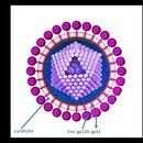 HHV-8 - Altmeyers Encyclopedia - Department Microbiology