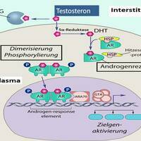 Androgen receptor Bilder - Altmeyers Enzyklopädie - Fachbereich ...