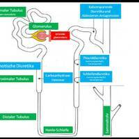 Chlortalidon Bilder - Altmeyers Enzyklopädie - Fachbereich Innere Medizin