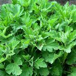 Althaeae radix - Altmeyers Encyclopedia - Department Phytotherapy