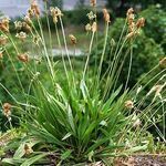 Plantaginis lanceolatae herba - Altmeyers Encyclopedia - Department ...