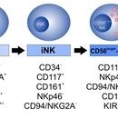 Diabetic cheiroarthropathy - Altmeyers Encyclopedia - Department ...