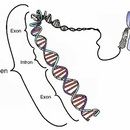 Blaschkitis - Altmeyers Enzyklopädie - Fachbereich Dermatologie