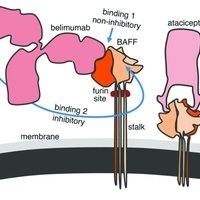 Atacicept Bilder - Altmeyers Enzyklopädie - Fachbereich Innere Medizin