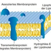Transmembranproteine Images - Altmeyers Encyclopedia - Department ...