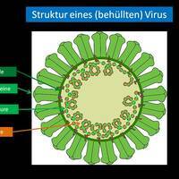Kapsomer Bilder - Altmeyers Enzyklopädie - Fachbereich Innere Medizin