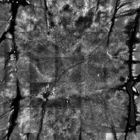 Laser scanning microscopy Images - Altmeyers Encyclopedia - Department ...
