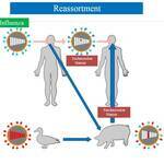 Viral reassortment - Altmeyers Encyclopedia - Department Microbiology