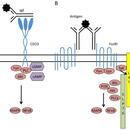 Epicutaneous test, open - Altmeyers Encyclopedia - Department Allergology