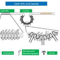 Caveolae Images - Altmeyers Encyclopedia - Department Dermatology