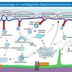 Makropinocytosis - Altmeyers Encyclopedia - Department Dermatology