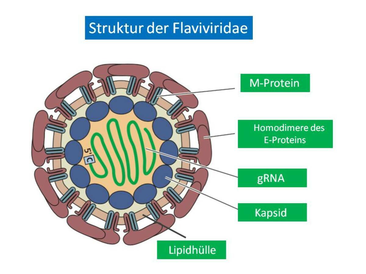 Yellow Fever Virus Structure