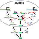 Connective tissue nevus, grossly nodular-disseminated - Altmeyers ...