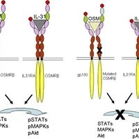 Familiäre primäre lokalisierte kutane Amyloidose Bilder - Altmeyers ...