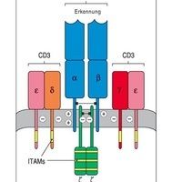 TRA Gene Images - Altmeyers Encyclopedia - Department Internal medicine